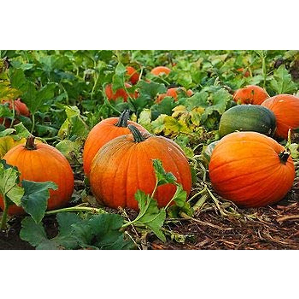 Mixed Pumpkin Seeds for Planting “Classic Mix” – Orange and Orange-Tinted Pumpkins in a Variety of Sizes and Shapes | Heirloom Seeds by Liliana's Garden |