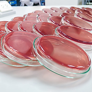 MacConkey Agar Plates - Evviva Sciences - 10 Prepoured MacConkey Agar Petri Dishes - Great for Science Fair Projects