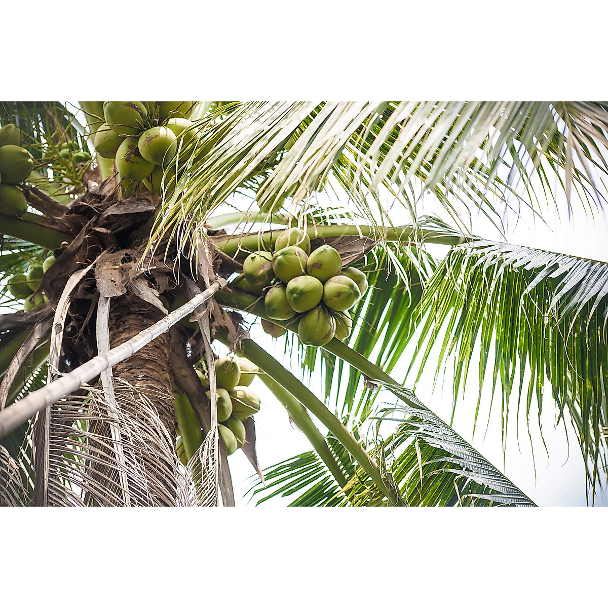 Taste Nirvana Real Coconut Water, Coco Pulp with Tender Coconut Bits, 16.2 Fl Oz (Pack of 12)