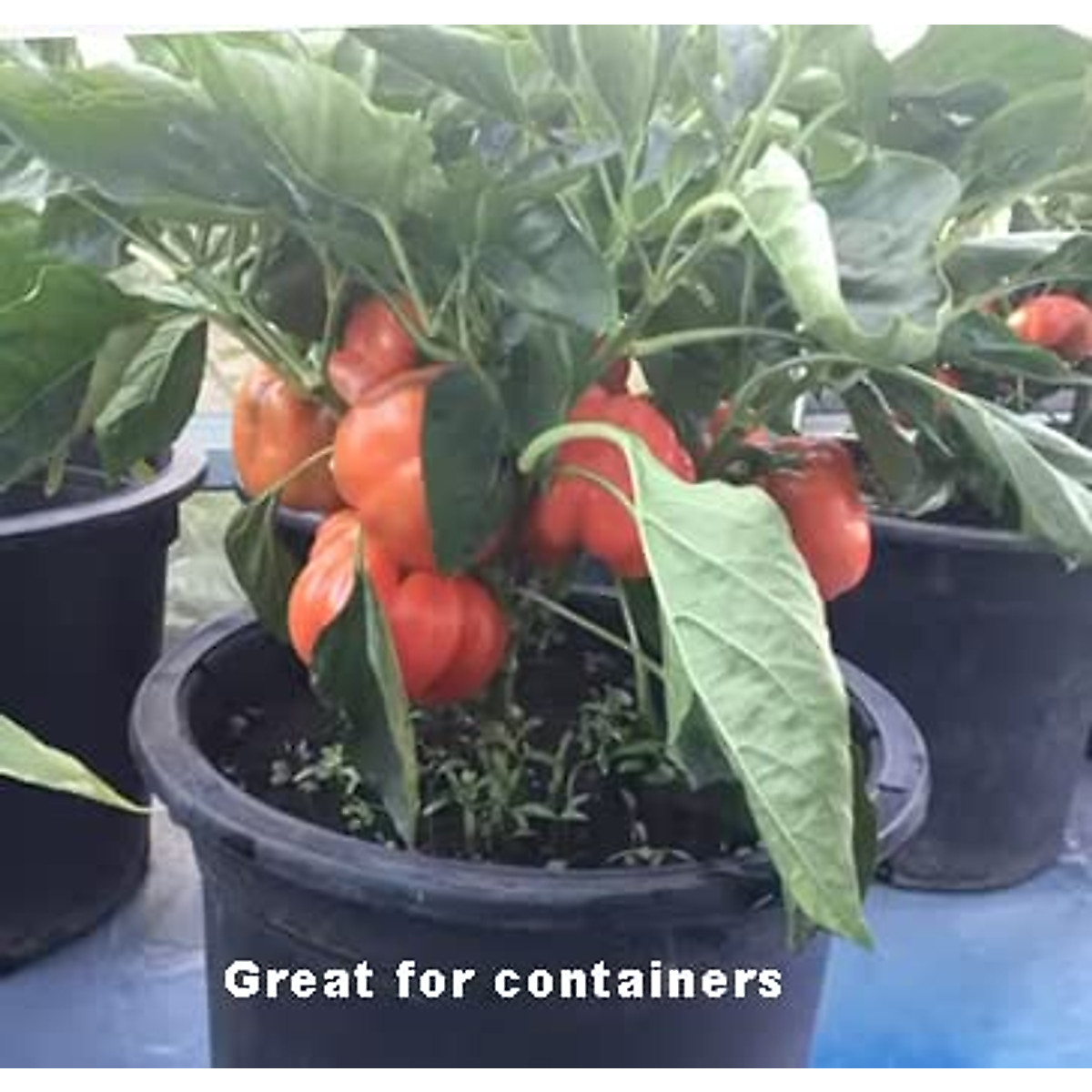 40 Sweet Pepper Seeds for Planting, Green and Red Bell Pepper Seeds, Non-GMO Heirloom Seeds Vegetable Seeds for Home Vegetable Garden & Hydronic Pods. (40ct Veggie Seeds: Pepper-California Wonder)