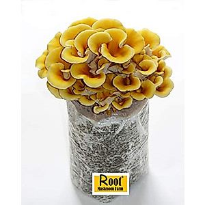 Root Mushroom Farm—Golden Oyster Mushroom Grow Kit