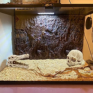 Tfwadmx Bearded Dragon Tank Accessories Reptiles Crocodile Skull Decorations Resin Human Skulls Hideouts Cave Habitat Decor for Chameleon,Snake,Spider,Gecko and Fish