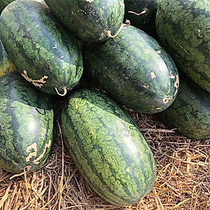 Watermelon-Congo (20 Seeds)