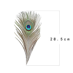 12 PCS Real Natural Peacock Eye Feathers 10-12 inch for DIY Craft, Wedding and Holiday Decorations