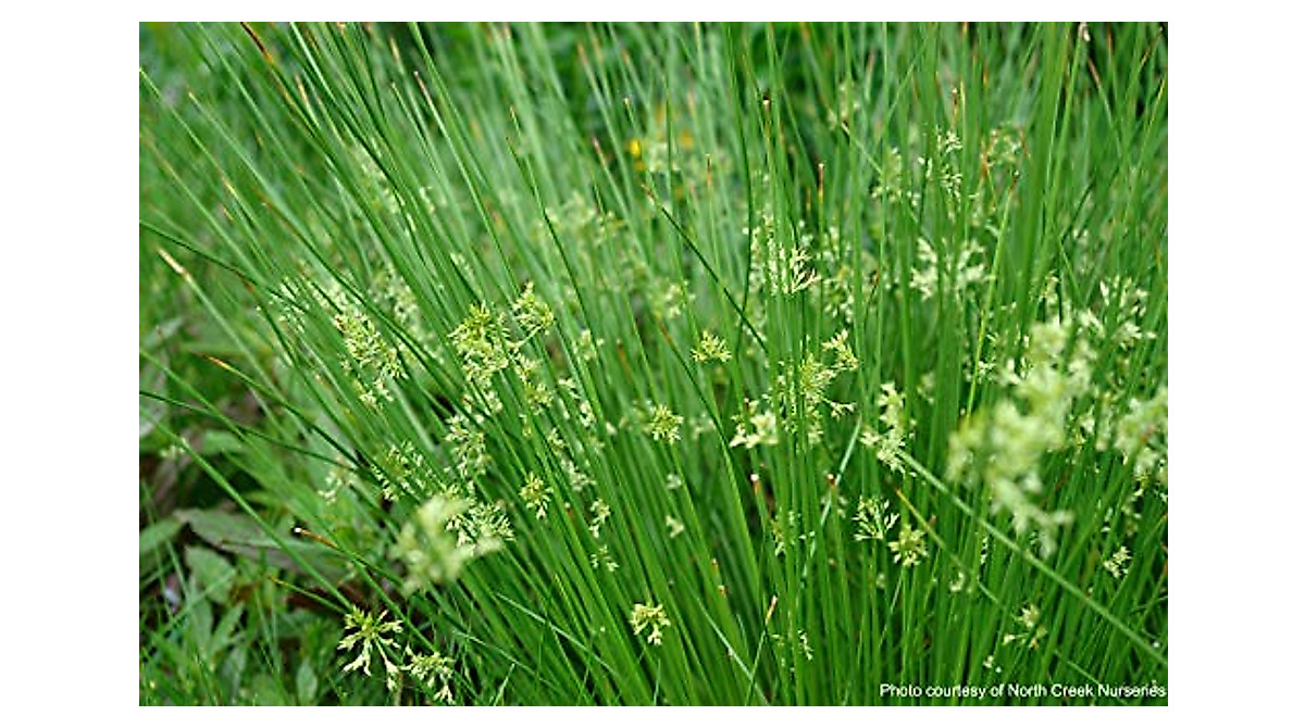 Perennial Farm Marketplace (Common Soft Rush) Ornamental Grass, 1 Quart ...