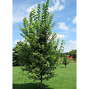 Pixies Gardens (3 Gallon) Silver Maple Tree- Beautiful Tall Fast-Growing Native Tree of Eastern North America; Gorgeous Fall Color