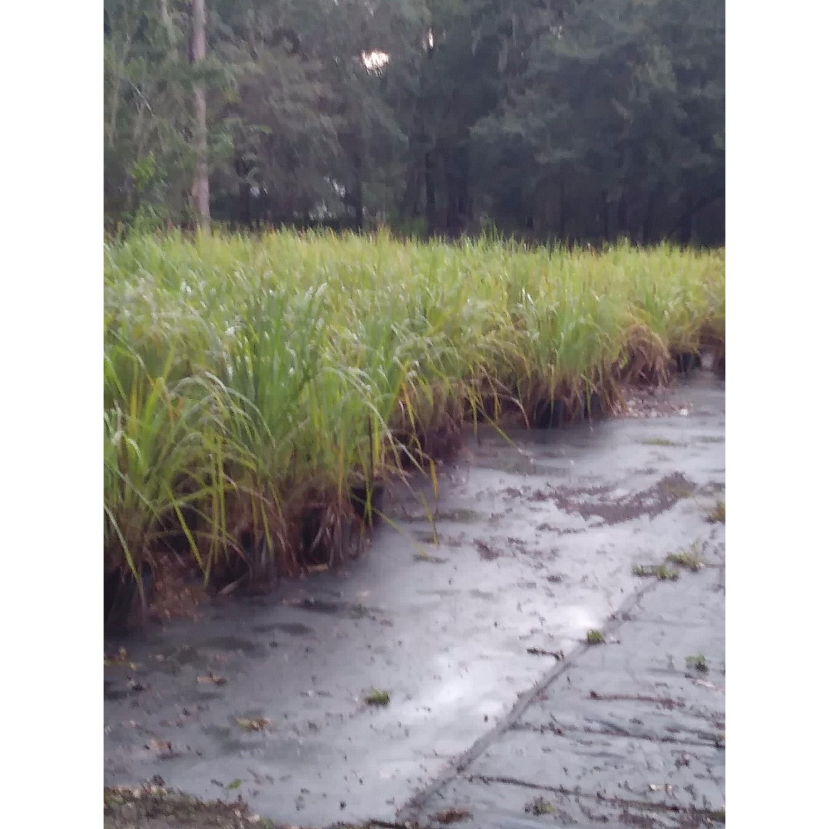 Lemongrass 4 Live Plants Each 8-12" Tall fully rooted