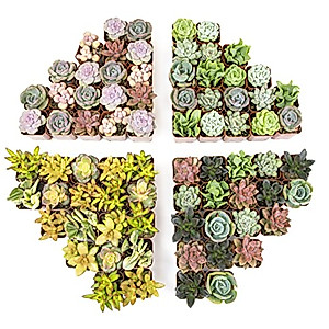 Altman Plants, Live Succulents Plants (50 Pack), Nursery Pots Variety Pack, Bulk Succulents Plants Live Plants Indoor Plants Live House Plants Indoors Live Indoor Plants Live Houseplants Live Indoor