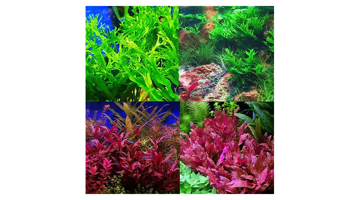 Mainam Live Aquarium Plants - Vibrant Aquascape & Healthy Ecosystem