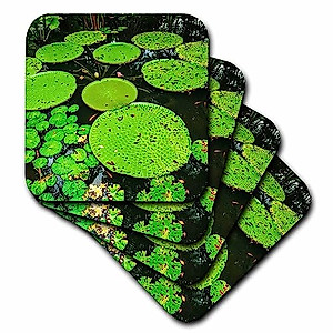 3dRose Lilly Pads in Ginger Garden at Singapore Botanic Gardens,... - Coasters (cst-366353-1)