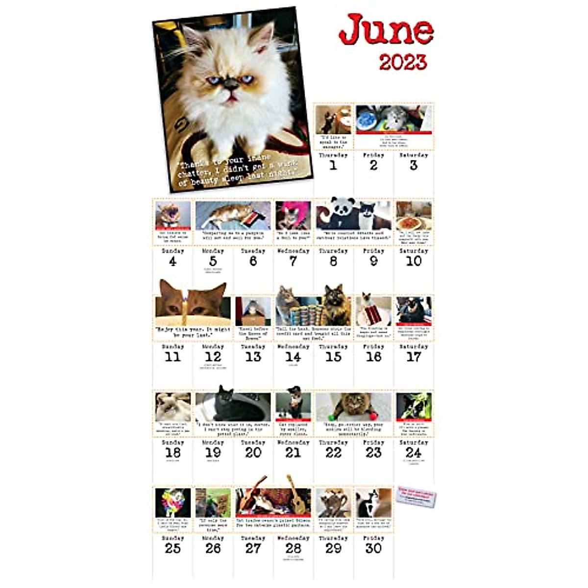 Bad Cat Wall Calendar 2023: Celebrating the Misfits of the Feline World