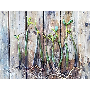 5 LIVE Mangroves - Red Mangrove Seedlings - Filtration, Aquarium, Reef, Tank, Saltwater, Aquatic, Plants