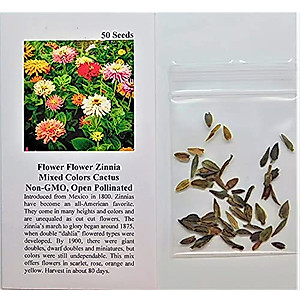 David's Garden Seeds Flower Zinnia Mixed Colors Cactus 1136 (Multi) 50 Non-GMO, Heirloom Seeds