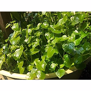 5000 Crab Claw Seeds - Rau Cang Cua - Herb Peperomia Pellucida Pansit Pansitan Shiny Bush | Non GMO | Organic | Heirloom | High Germination Rate