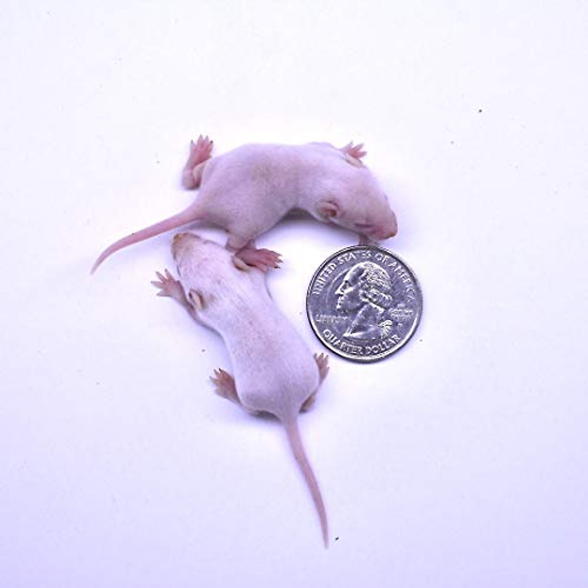 MiceDirect Frozen Mice Combo Pack of 100 Small Fuzzie & Fuzzie Feeder Mice – 50 Small Fuzzies & 50 Fuzzies - Food for Corn Snakes, Ball Pythons, & Pet Reptiles - Snake Feed Supplies