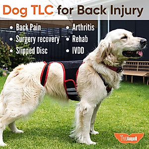 Dog Back Brace - Specialized IVDD Back Brace for Dogs, Arthritis Relief, Herniated Disc, Slipped Disc, Surgery Recovery - Dog Spine Support Harness - IVDD Dog Supplies, PetAngell - Large