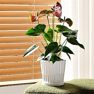 Ton Sin Plant Pots,White 6 Inch Flower Pots for Plants,Ceramic Planter with Drainage Holes,Indoor Planter Pots with Saucer,Outdoor Garden Pots (White, 4 Pack)