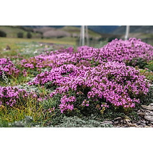 1,000 Creeping Thyme Seeds for Planting - Heirloom Non-GMO Ground Cover Seeds - AKA Breckland Thyme, Mother of Thyme, Wild Thyme, Thymus Serpyllum - Purple Flowers
