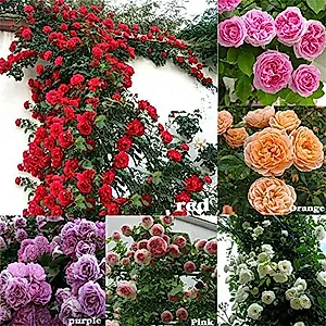 zcbang 100Pcs Mix Climbing Rose Rosa Bush Vine Climber Fragrant Butterfly Flower Seeds
