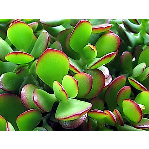 Jade Plant - Crassula ovata - Easy to Grow - 4" Pot