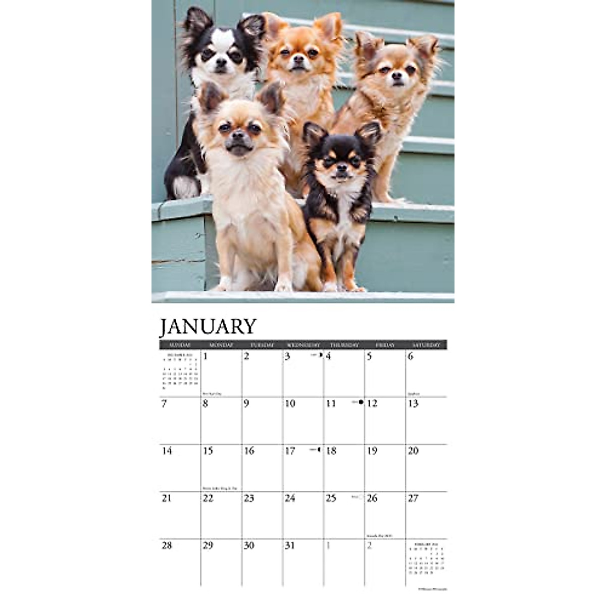 Just Chihuahuas 2024 Calendar