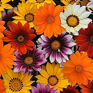 Outsidepride Gazania New Day Mix Heat & Drought Tolerant Garden Flower & Ground Cover Plants - 25 Seeds
