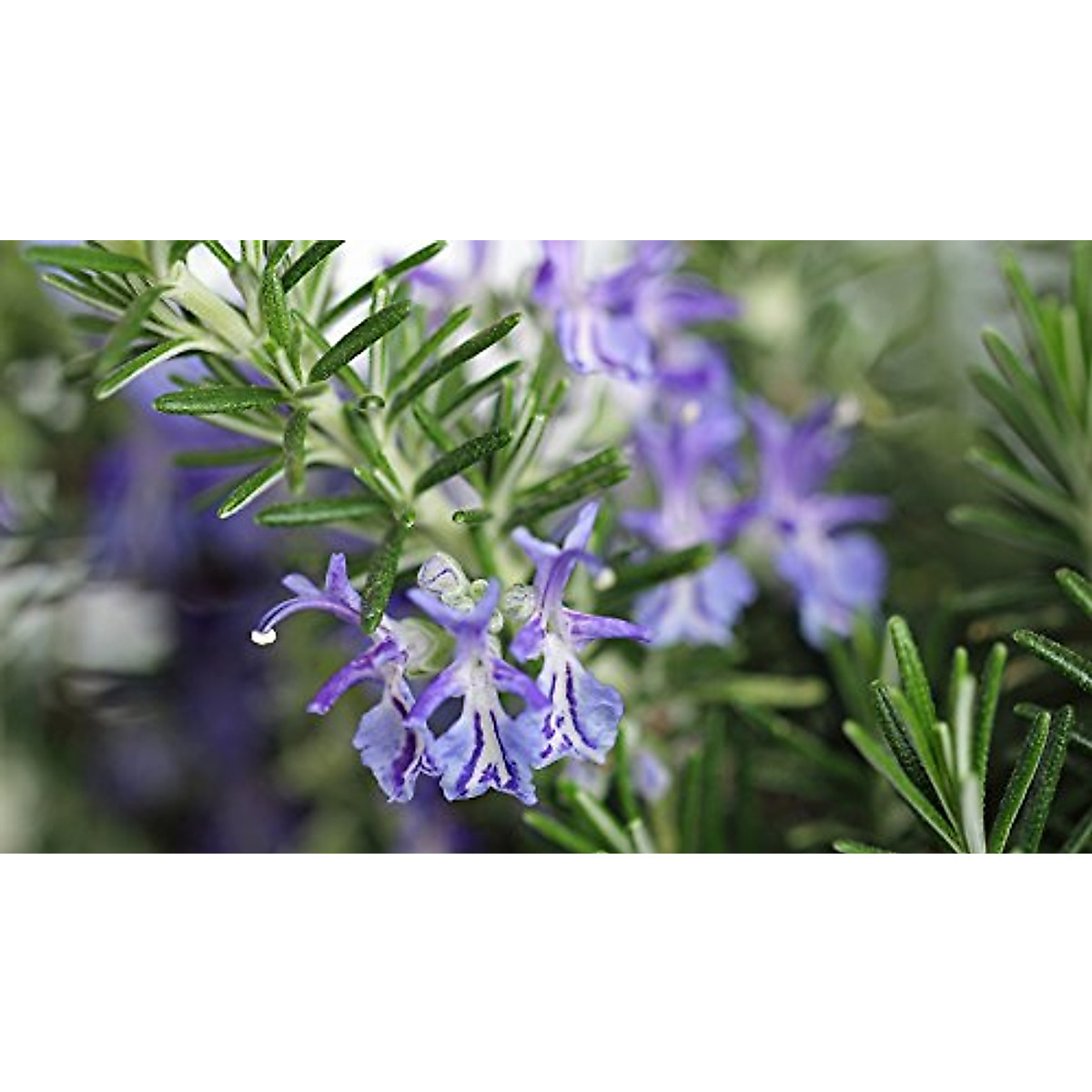 Rosemary Seeds for Planting, 100+ Heirloom Seeds Per Packet, (Isla's Garden Seeds), Non GMO Seeds, Fragrant Herb, Botanical Name: Salvia rosmarinus, Great Home Garden Gift