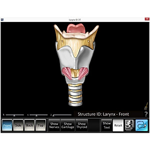 Vocal Parts, Pharynx & Larynx Anatomical Chart with Software Larynx and Vocal Fold ID Speech Language Pathology, SLP, Singing