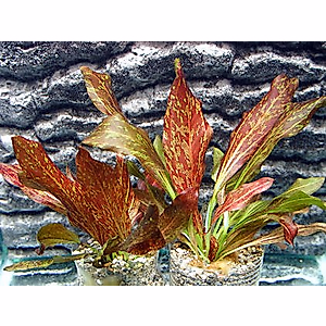 Potted Red Flame Sword - Beginner Tropical Live Aquarium Plant