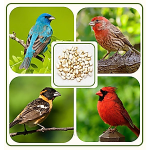 Flock Fuel Safflower Wild Bird Seed Cylinder 2 Pack Bird Seed for Outside Birds