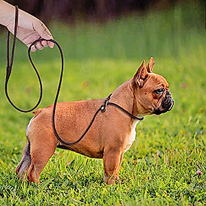 Real Leather Slip Dog Leash for Small Medium Dogs Puppies Lightweight Thin but Sturdy Adjustable Slip Lead Dog Leash Soft and Slim 5 ft x 1/5 inch (Small(5 ft x 1/5 inch))