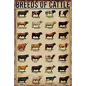 Breeds of Cattle Poster Retro Painting Tin Sign for Street Garage Family Restaurant Cafe Bar People Cave Farm Wall Decoration Crafts Metal Tin Sign 12x16inch