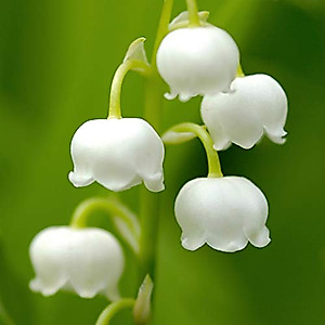 Paul Sebastian Women's Perfume, Fragrance by Paul Sebastian, Day or Night Scent, Eau de Parfum, CASUAL, 4 Fl Oz