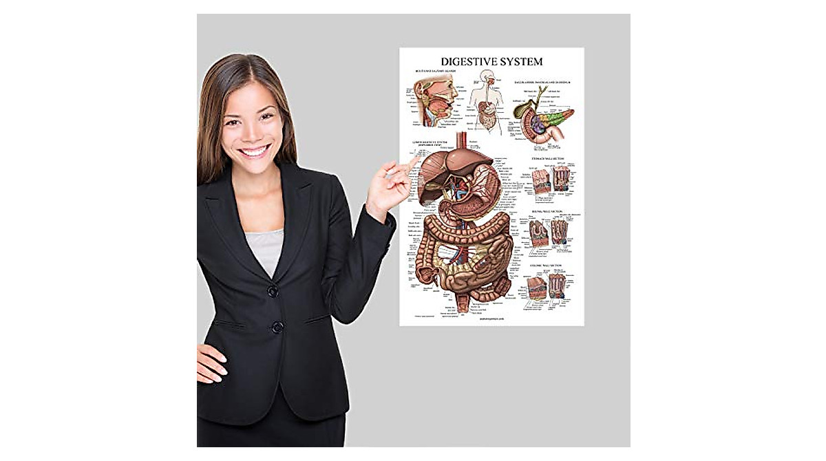 Explore the Digestive System Anatomical Chart