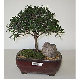 [Bonsai Gardens] Highest Quality, Medium Dwarf Australian Brush Cherry Bonsai Tree