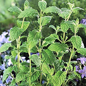 100+ Strawberry Mint Herb Seeds Non-GMO Fragrant Rare! US Grown!