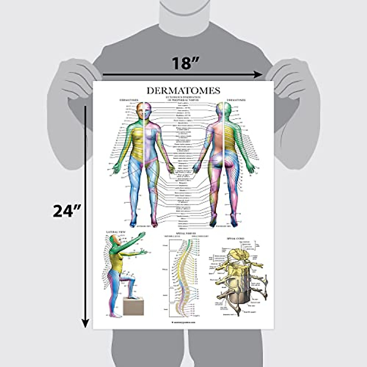 Palace Learning Dermatomes & Nervous System Anatomical Chart - Dermatomes Anatomy Poster