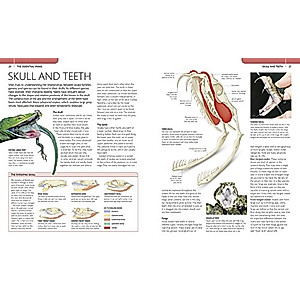 Snake: The Essential Visual Guide