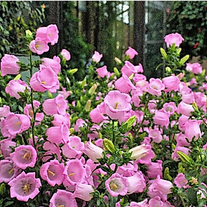CHUXAY GARDEN Campanula Medium 'Champion Pink',Canterbury Bells Seed 200 Seeds Annual Flowering Plants Excellent Addition to Garden Easy Grow