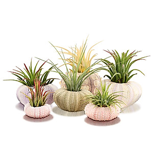 6 Pieces Hanging Sea Urchin Hanging Air Plant Holder Mini Shell Hanging Pot Assorted Colors 6 Styles Cute Succulent Display Container with Rustic Rope for Garden Beach Theme Party for Craft and Decor