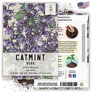 Seed Needs, Catmint Seeds for Cats - 600 Heirloom Seeds for Planting Nepeta mussinii - Perennial Flowering Medicinal Herb Non-GMO & Untreated (1 Pack)