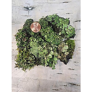 Tin Roof Treasure Live Moss Pixie Cup (Cladonia Pyxidata) Lichen for Terrarium Fairy Gardens 4"x6" Bag