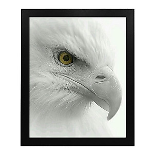 "Fearless Bald Eagle" Wall Art Print - 8x10” Eagle Photo Print Ideal for Home Decor, Office, School & Cave Decor, Great Patriotic Gift! Unframed