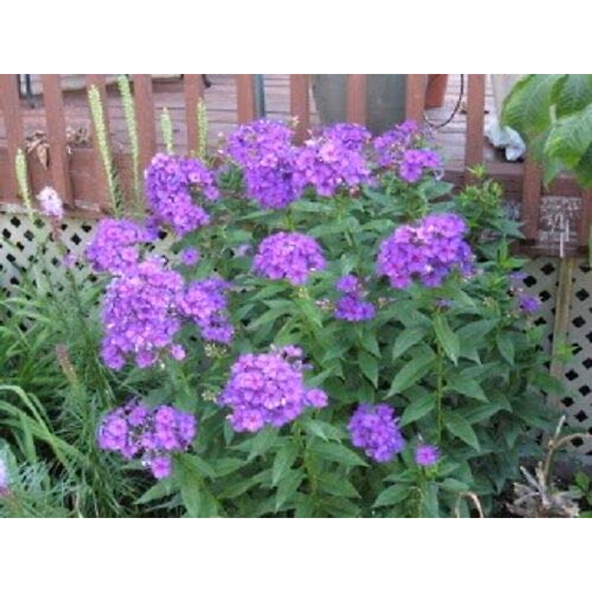 Tall Purple Phlox Paniculata Garden Summer Native Hummingbird Flower jocad (10 Seeds)