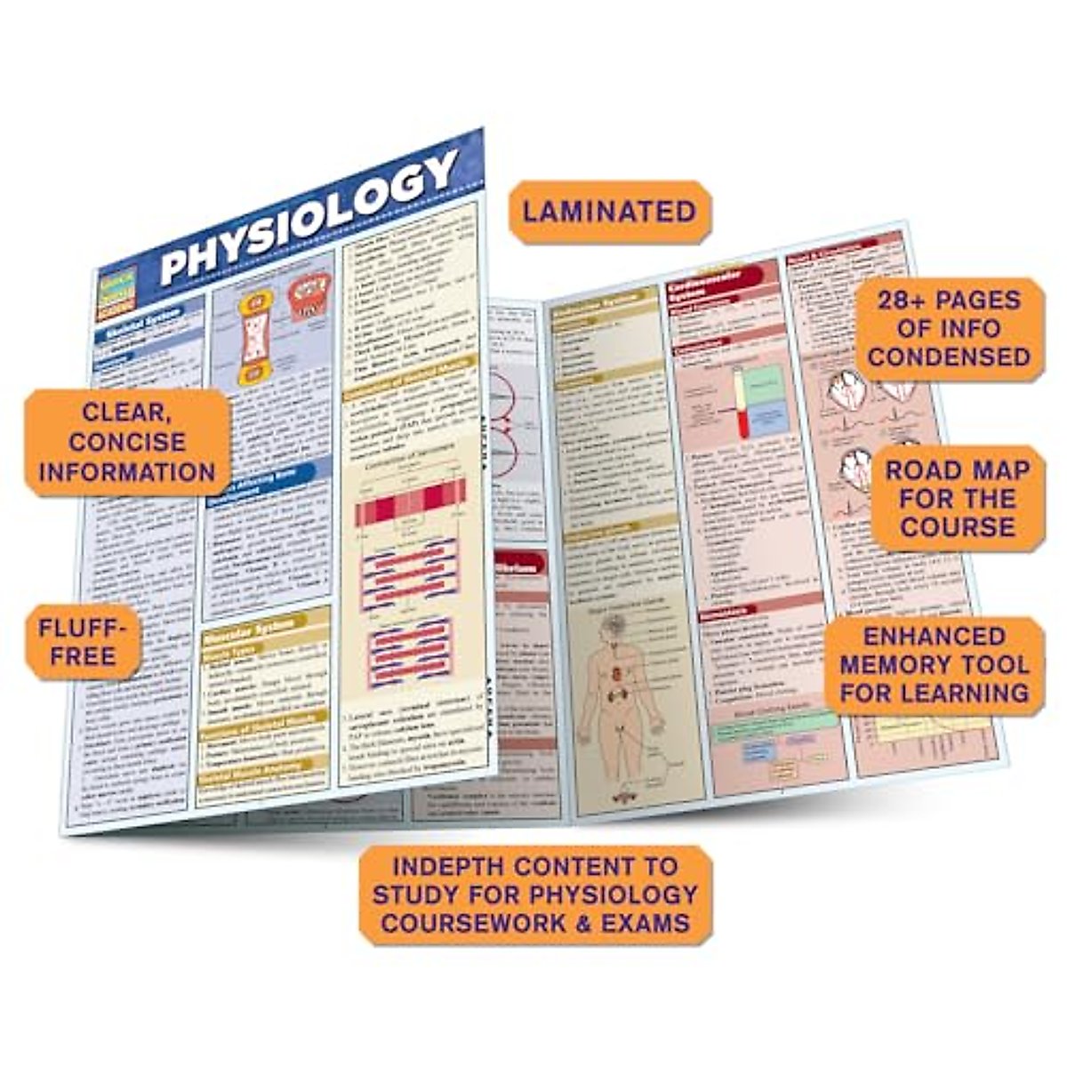 Physiology QuickStudy Laminated Reference Guide (QuickStudy Academic)
