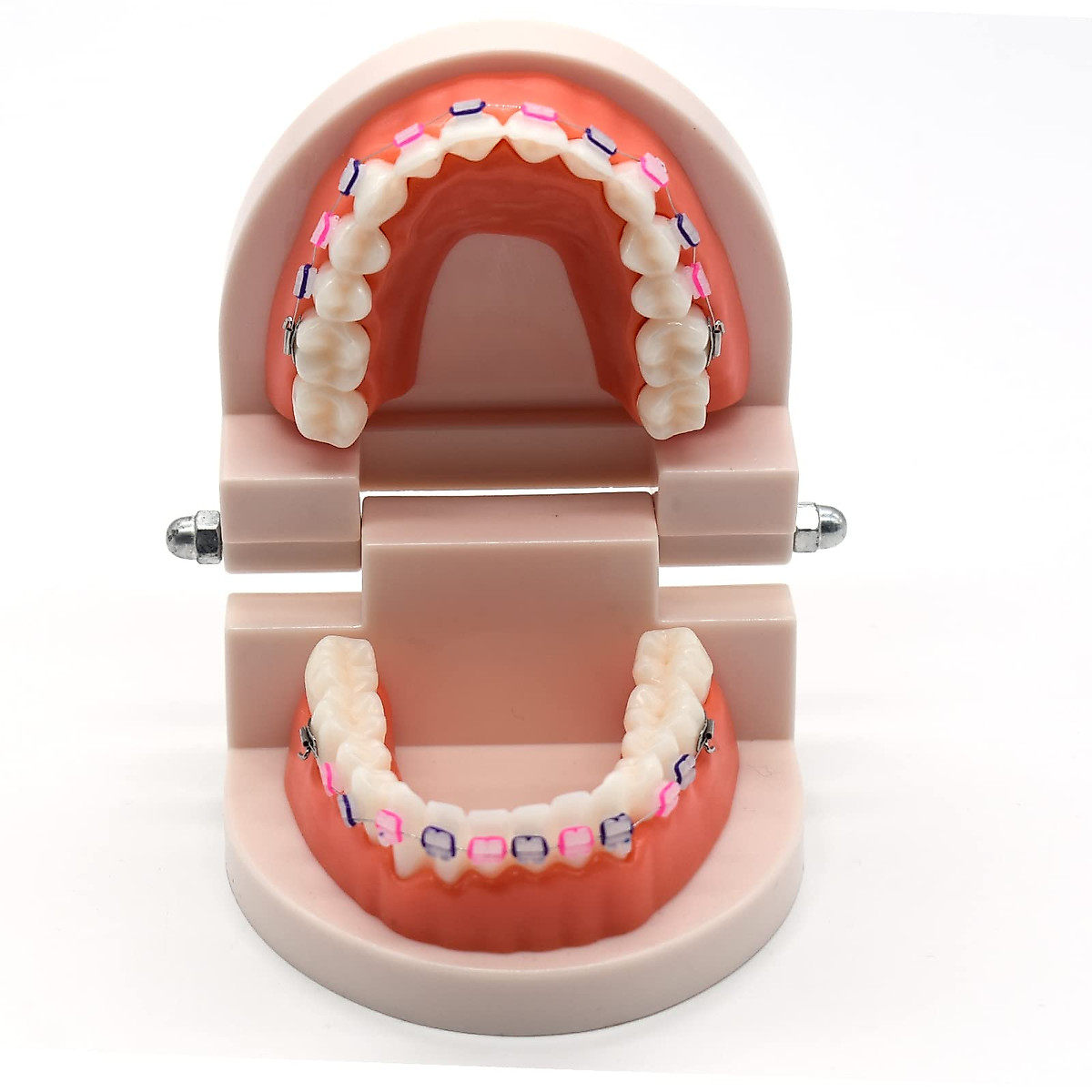 Angzhili 1 Piece Dental Demonstration Orthodontic Model with Metal Wires and Bracket (Ceramic bracket)