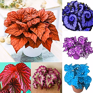 50Pcs Begonia Seeds, Coleus Begonia Flower Seeds Bonsai Plants Balcony Home Garden Decor (Blue)(Double Color)(Purple)(Sapphire Blue)