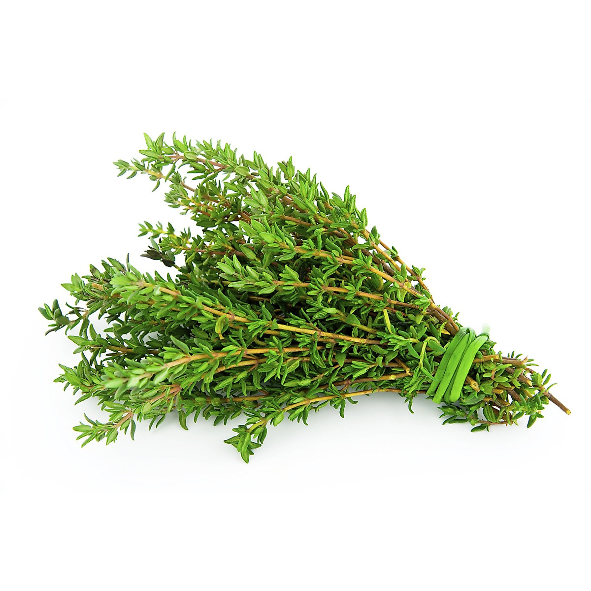 Seeds Common English Thyme Herbs for Planting Non GMO 500 Seeds