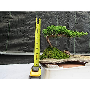 Juniper Bonsai Tree On Rock Slab