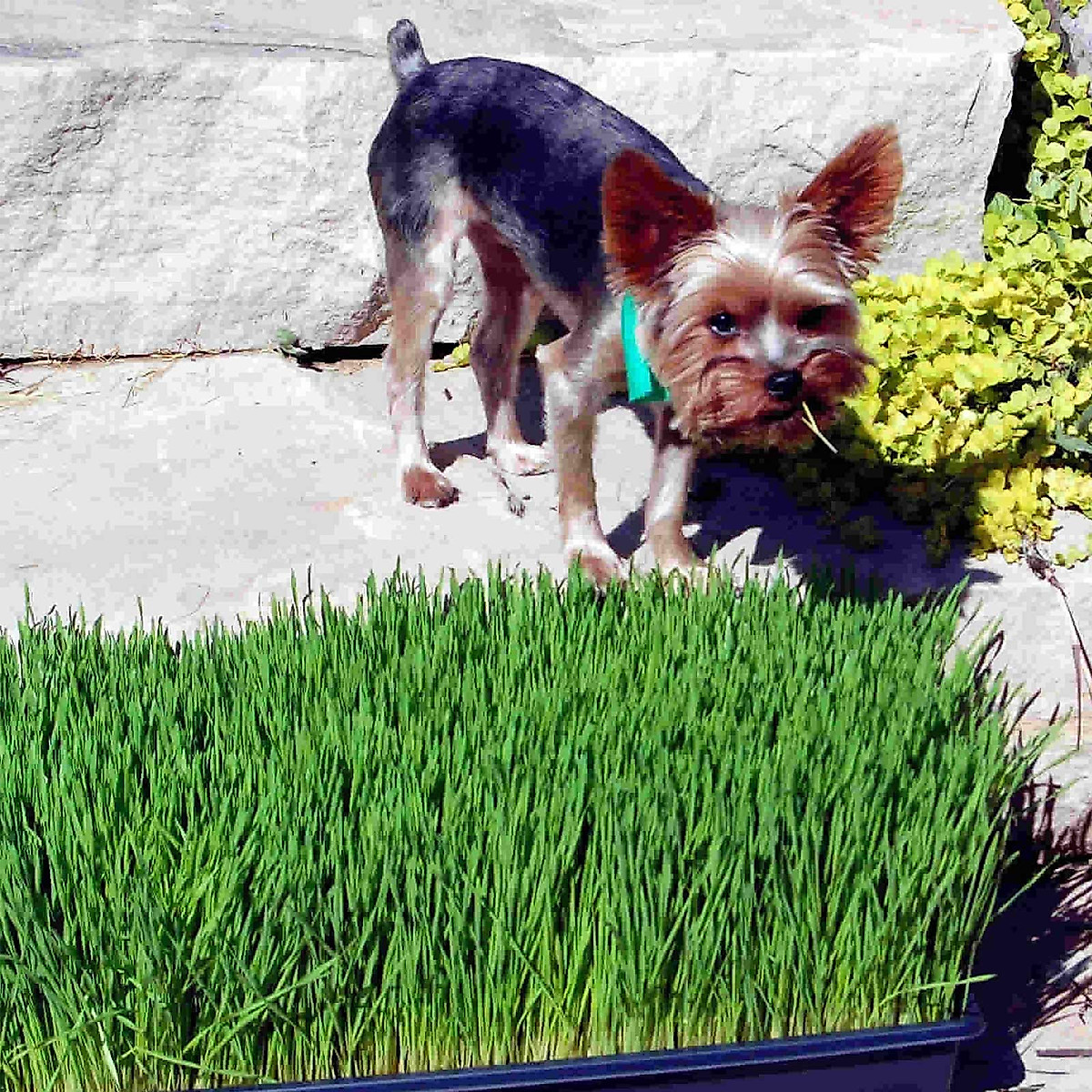 Deluxe Organic Cat Grass Kit - Includes 5 Pounds of Organic Cat Grass Seeds, Minute Soil Coco Coir, Trays, Instructions - Enough to Grow Five 10x10 Trays of Wheat Grass for Cats, Dogs, & Other Pets